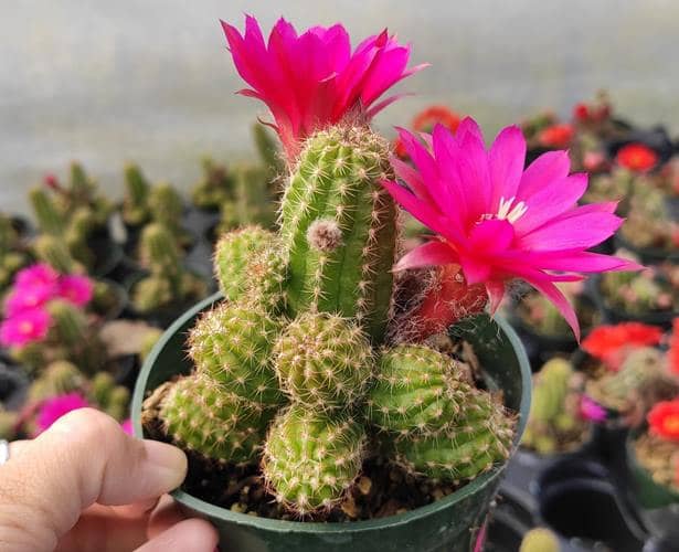 Cómo cuidar los Cactus de flor, guía completa - Eco Jardín Mágico