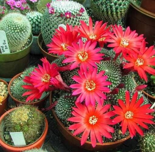Cómo cultivar y cuidar cactus de San Pedro (Guía completa) - Eco Jardín ...