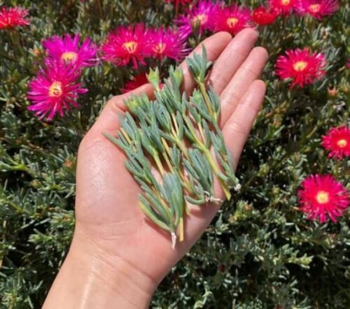 Cómo propagar, cultivar Rayito de sol y todos sus cuidados - Eco Jardín ...