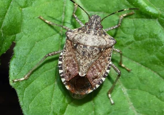 Cómo combatir la Chinche apestosa marrón de las plantas y evitarlas ...