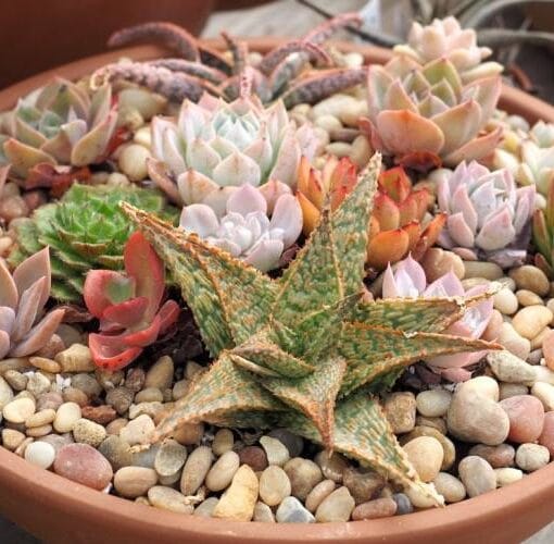 Cómo cultivar planta Rocío (Aptenia cordifolia) y sus cuidados - Eco ...