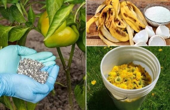 6 maneras naturales de aportar Potasio a las plantas - Eco Jardín Mágico