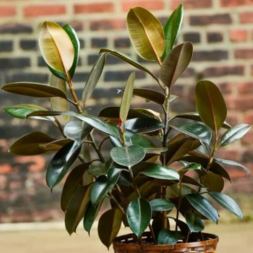 Cómo cultivar Gomero o Árbol del caucho (Ficus elastica) de la forma ...