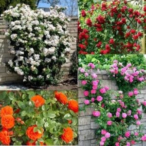 15 plantas enredaderas para pérgolas y muros fáciles de cuidar - Eco ...