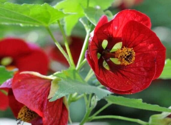 15 plantas de interior con flor muy fáciles de mantener - Eco Jardín Mágico