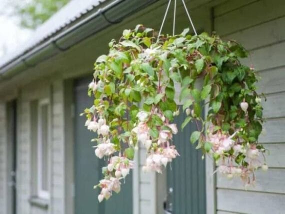 8 plantas colgantes con flores para sombra de fácil cuidado - Eco ...