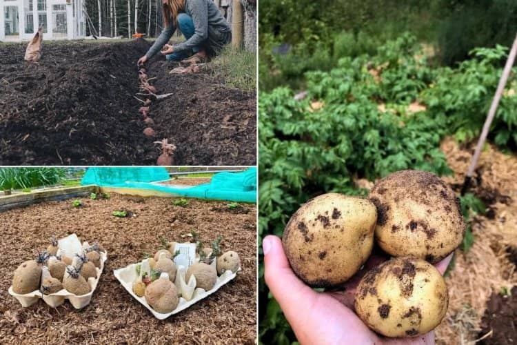 5 estrategias probadas para cosechar papas sin parar de primavera a ...