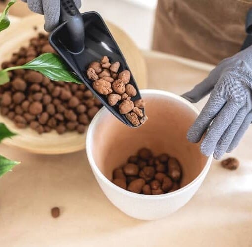 Cómo y por qué usar fibra de coco en las plantas del jardín y la huerta - Eco Jardín Mágico