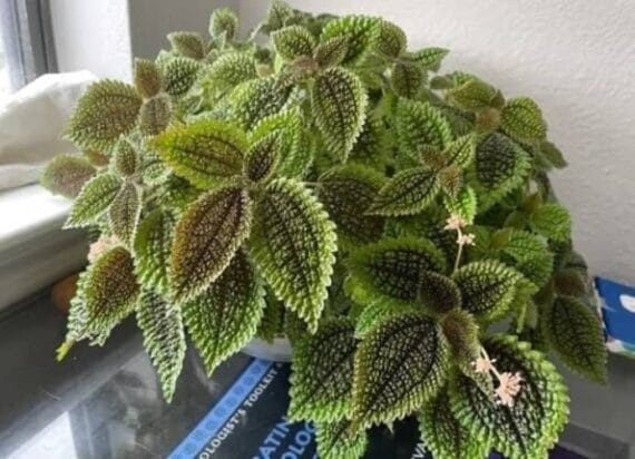 Cómo cuidar y cultivar Planta de la amistad (Pilea involucrata) - Eco Jardín Mágico