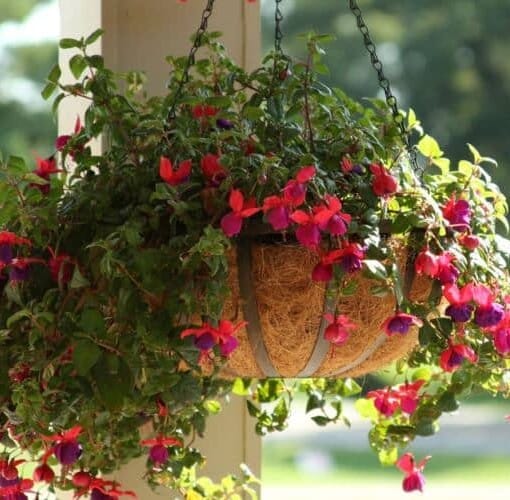 12 Plantas con Flores ideales para cultivar en Macetas pequeñas - Eco ...