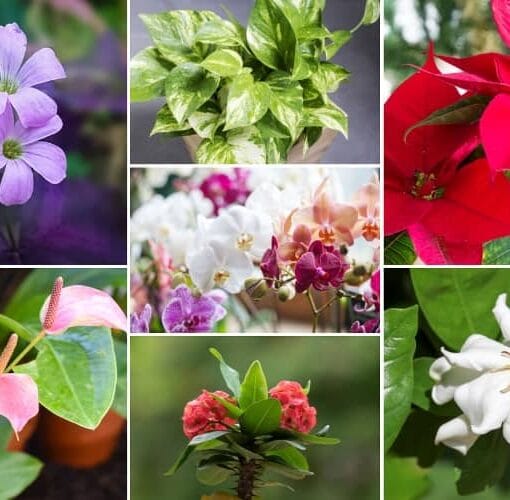 30 plantas de interior ideales para espacios con poca luz - Eco Jardín ...