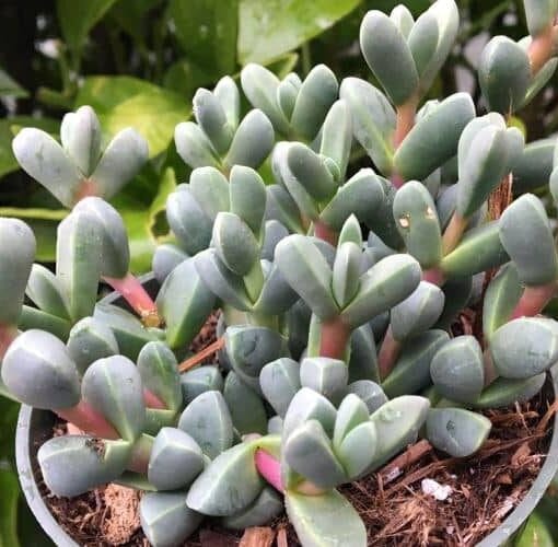 Cómo reproducir, cultivar Cactus Choya (cholla) y sus cuidados - Eco ...