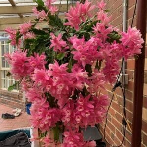 Cultivar Nopalillo (Disocactus phyllanthoides) y sus cuidados - Eco ...