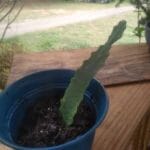 Cultivar Nopalillo (Disocactus phyllanthoides) y sus cuidados - Eco ...