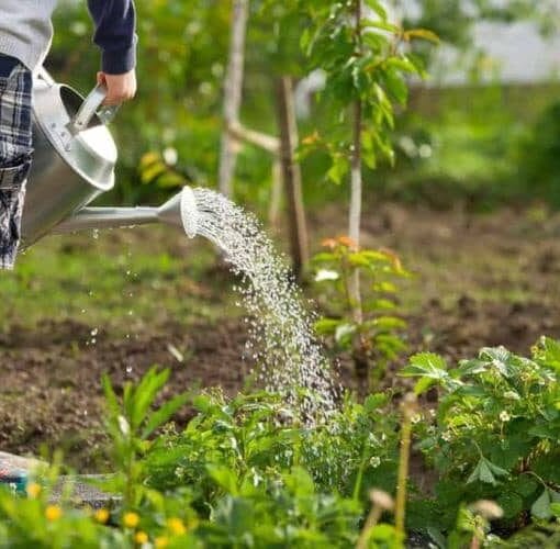 5 Señales que indican cuándo hay que remplazar la tierra de una planta ...