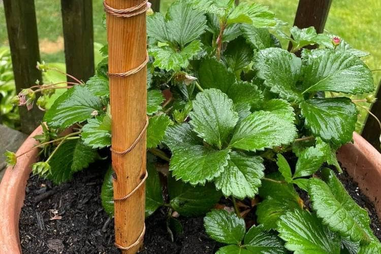 Electrocultura o electrocultivo: que es y cómo funciona - Eco Jardín Mágico