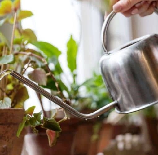 10 razones de por qué las semillas no germinan y cómo solucionarlo ...