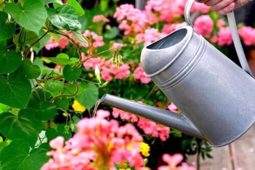 Cuándo es el mejor y el peor momento para regar las plantas - Eco ...