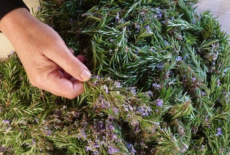 Cosechar Romero: Guía completa de cosecha y almacenamiento - Eco Jardín ...