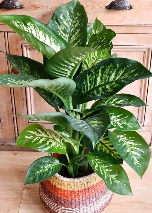 Dieffenbachia (caña muda): Cultivo y cuidados generales - Eco Jardín Mágico