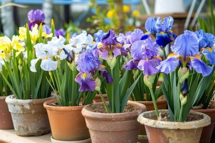 Iris: guía para cultivar y cuidar estas majestuosas flores - Eco Jardín ...