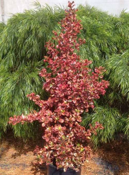 Cómo cultivar Planta Espejo (Coprosma repens) y sus cuidados - Eco ...